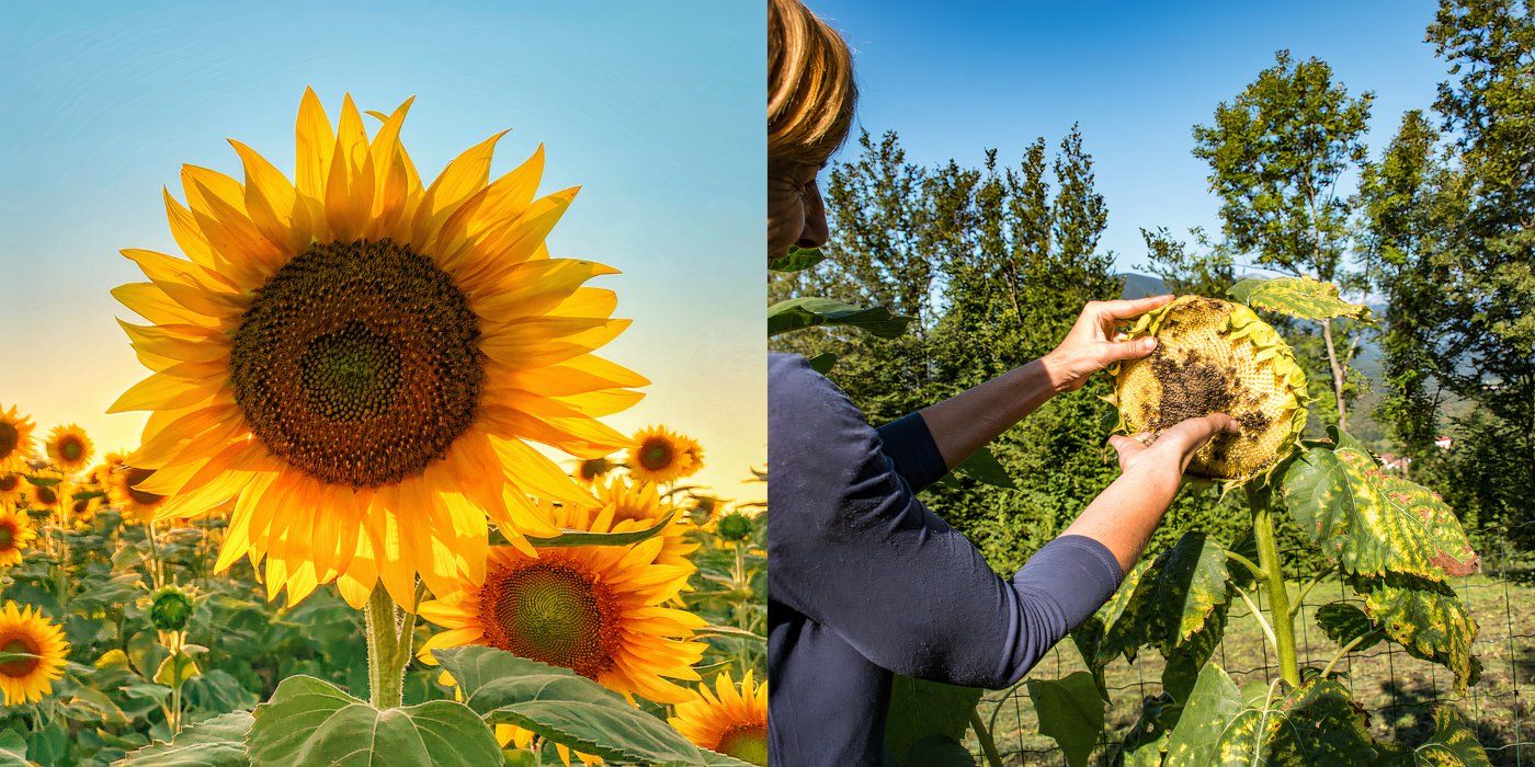 Save 3 Herb Seeds and 3 Flower Seeds From Your Summer Garden