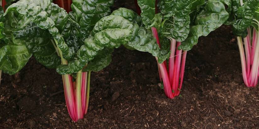 Create a Vibrant Rainbow Garden with Edible Vegetables