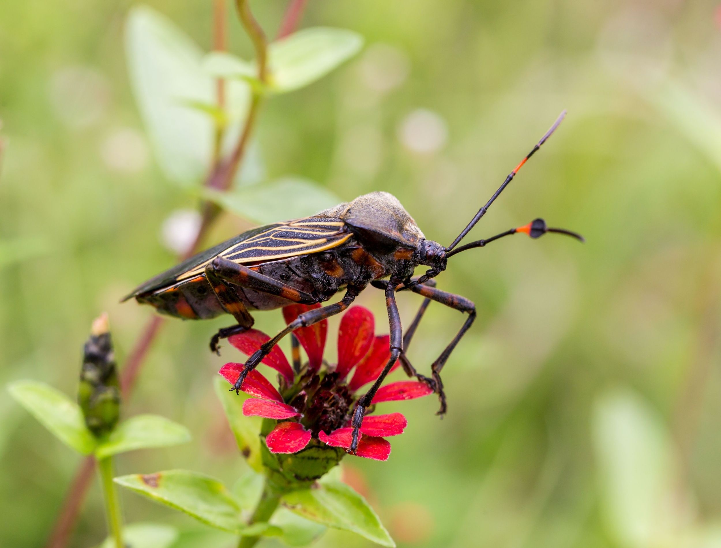 Kissing Bugs: Garden Pests That Bring Disease