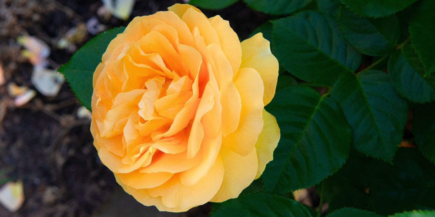 6 Flower Cultivars Named After Famous People