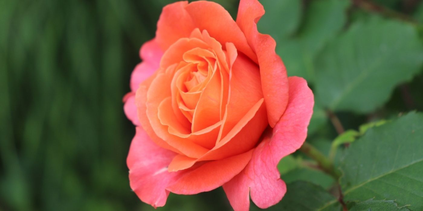 Explore the Most Stunning Flowers for Libras (and Their Hidden Meanings)