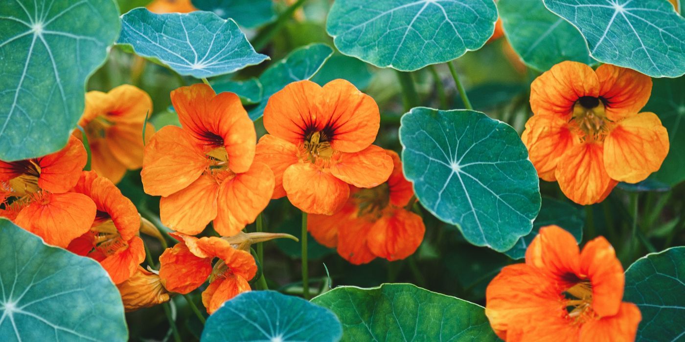 Planting Flowers for Beginners: 5 Gorgeous Blooms to Kickstart Your Garden