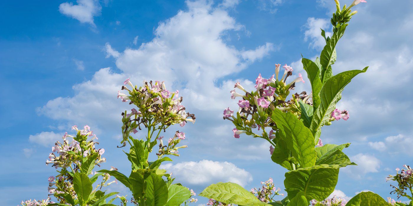 Gardening in Middle Earth: 6 Garden Plants That Inspired J.R.R. Tolkien