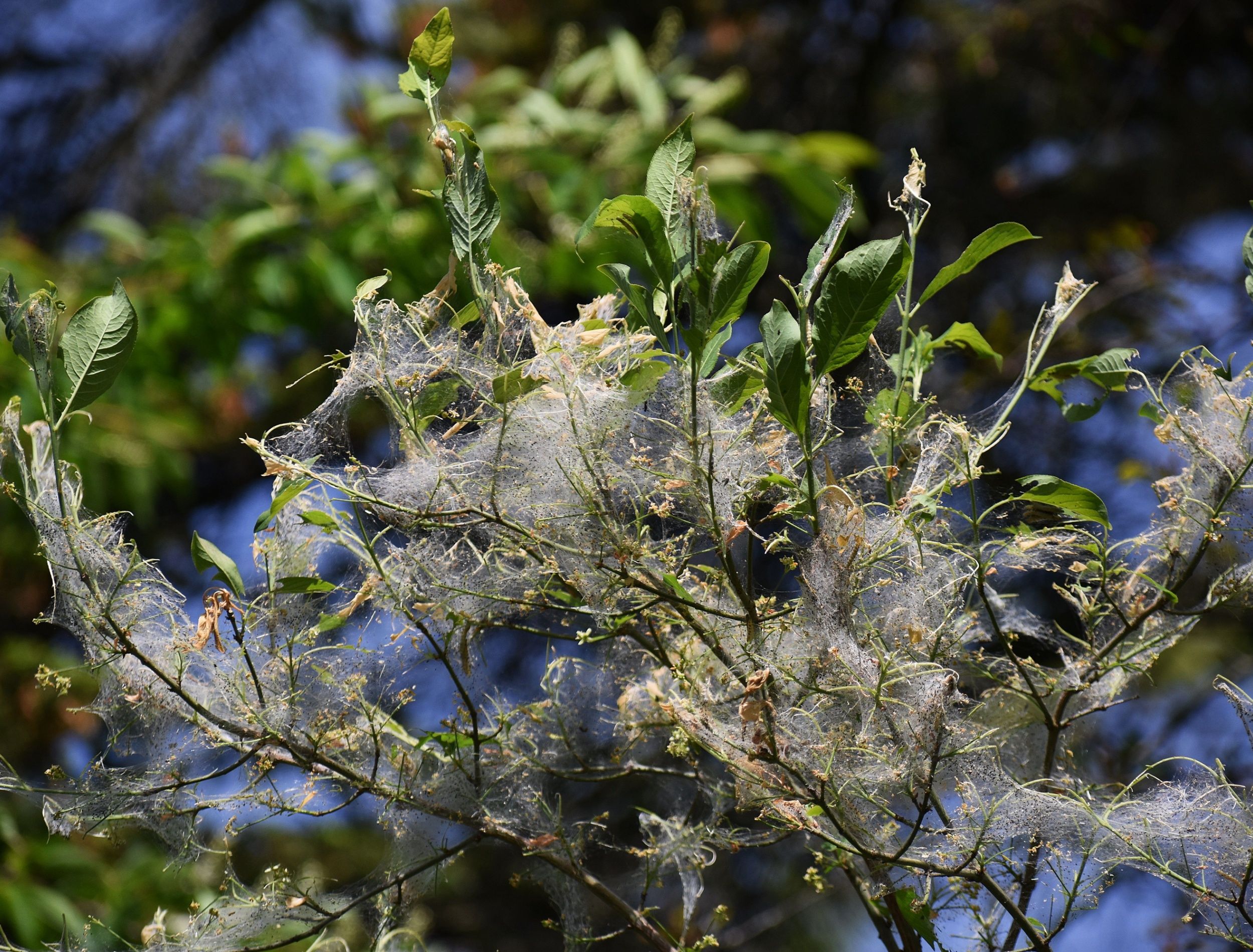 From Luxurious Threads to Garden Pests: Managing Silk-Making Insects