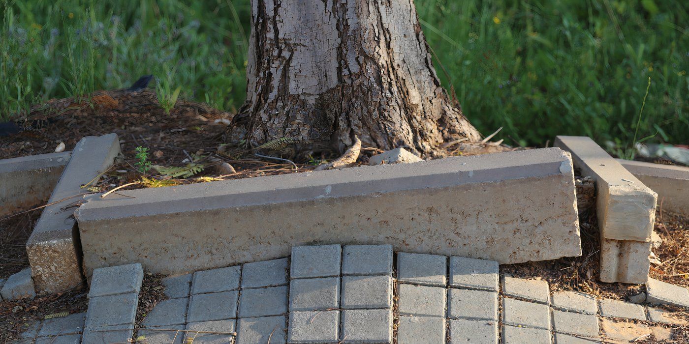 How the Bradford Pear Turned From a Beloved Element to an Invasive Tree
