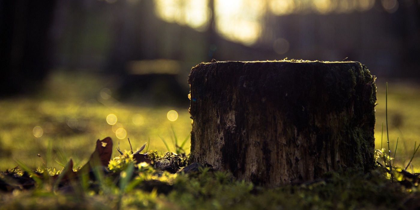 Before Tree Stump Removal: What You Should Know