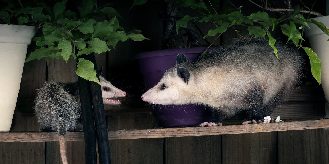 Preventing Potential Possum Problems