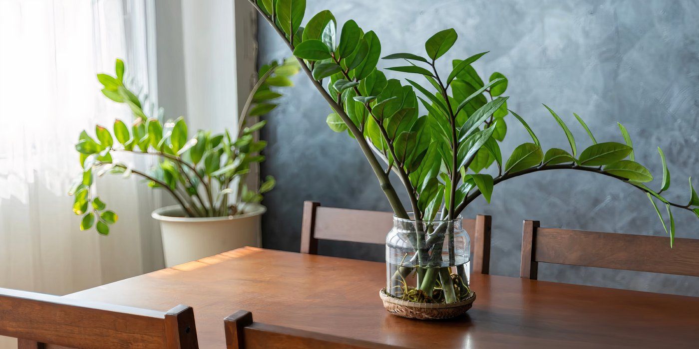 5 Chic Indoor Plants That Will Take Your Home Decor to the Next Level