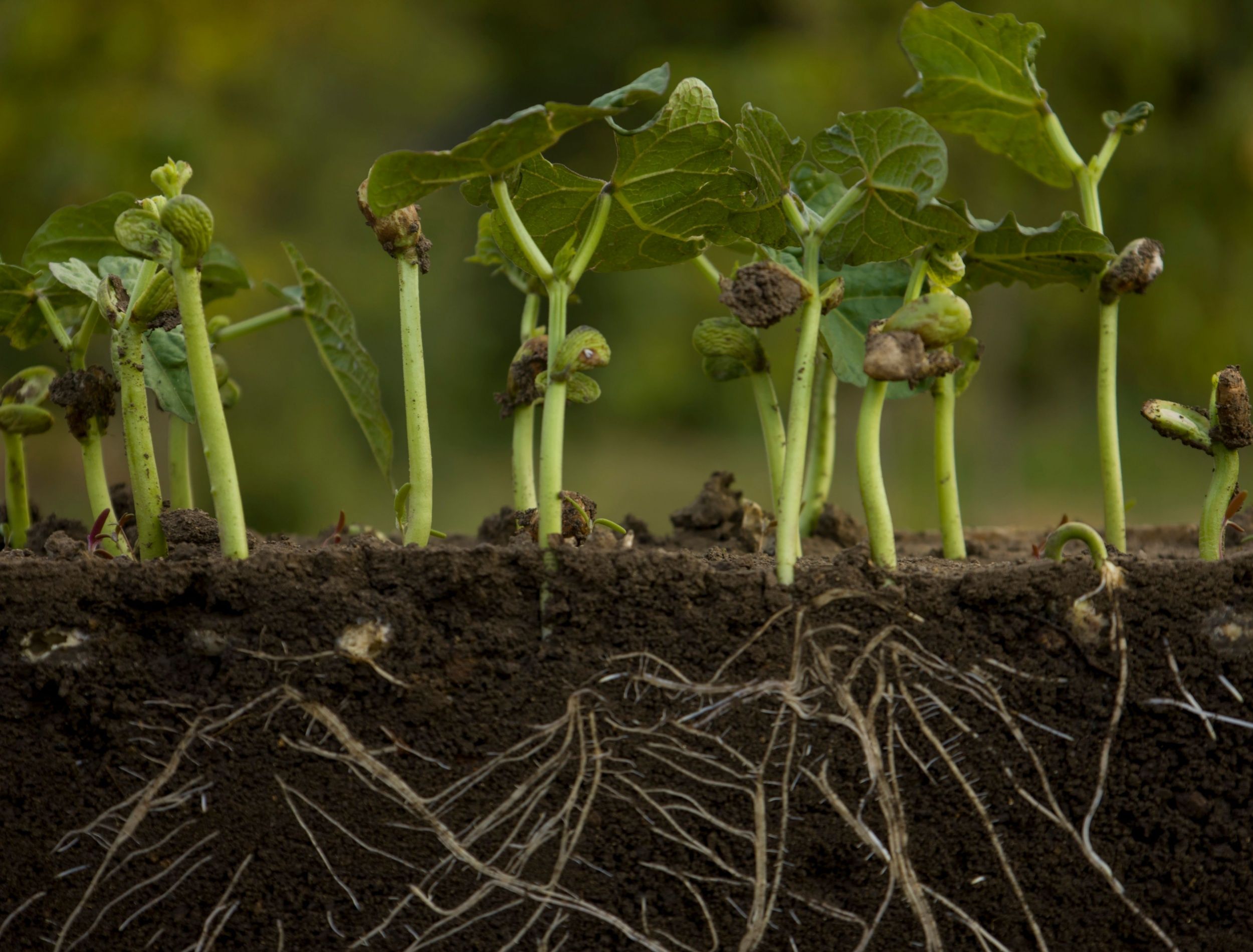 Plant Roots Underground