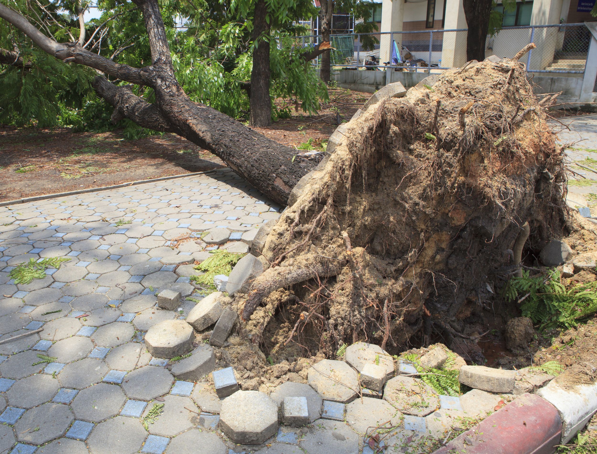 How to Tornado-Proof Your Garden