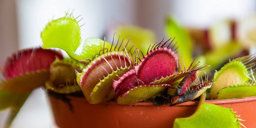 Terrifying Plants That Evoke Universal Horror Creatures