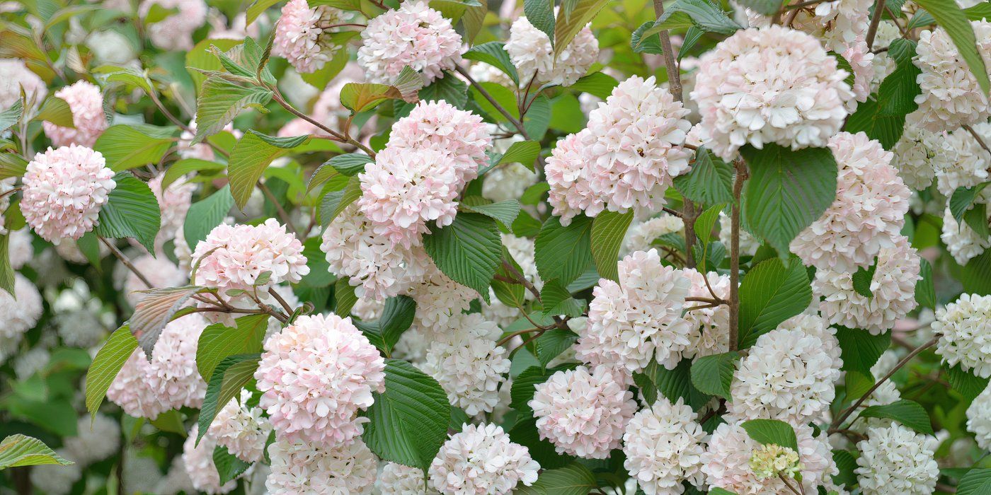 Flowering Shrubs Perfect For August Gardens