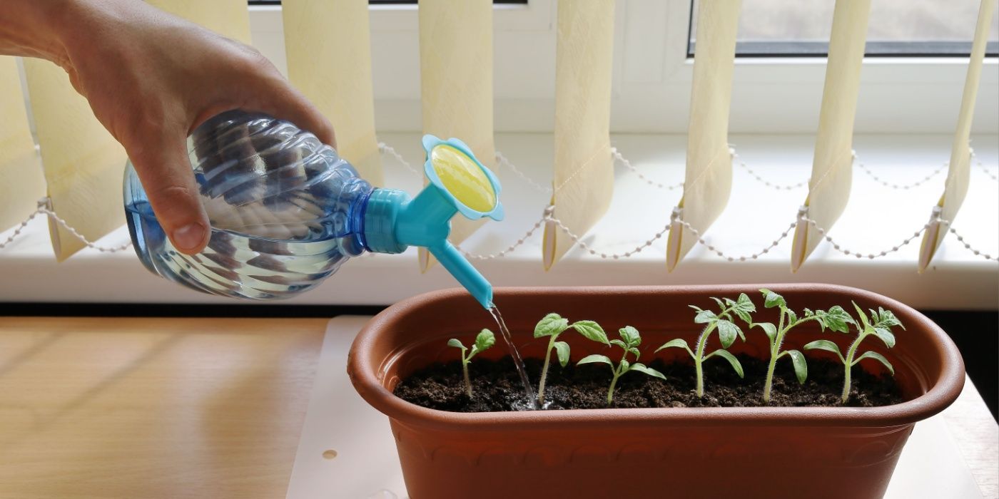 Seedling Care 101: Everything You Need to Know