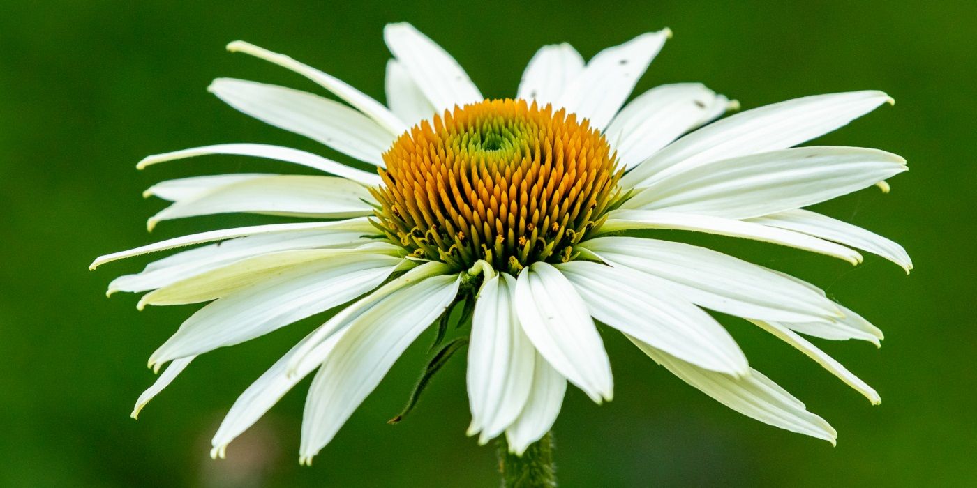 Add Elegent White Flowers to Your Garden