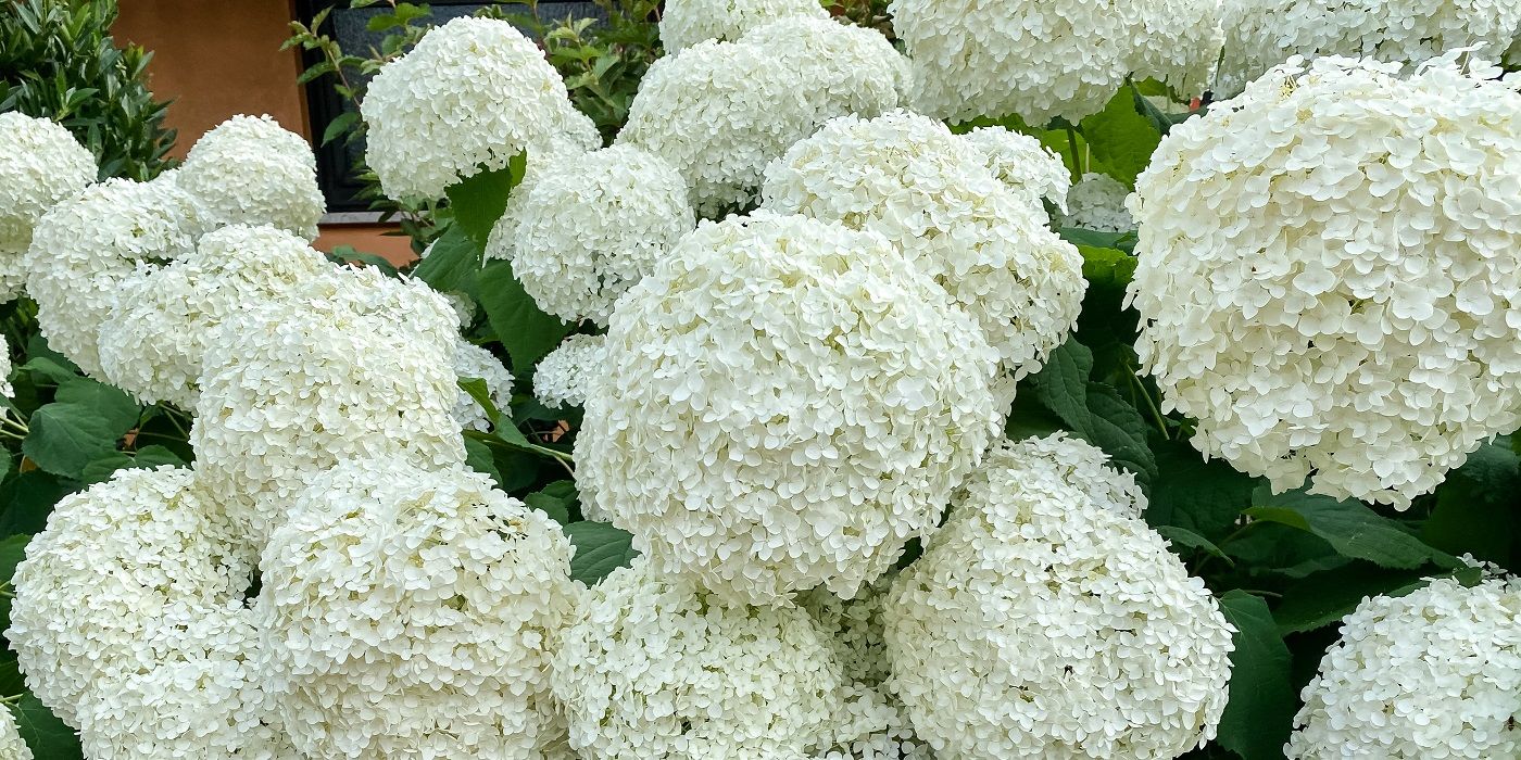 Add Elegent White Flowers to Your Garden