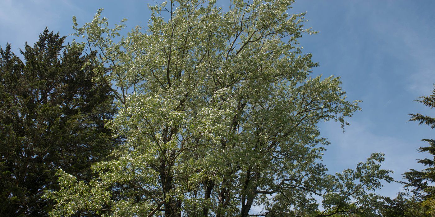 Middle Earth Trees: Bring the Essence of the Rings of Power to Your Space