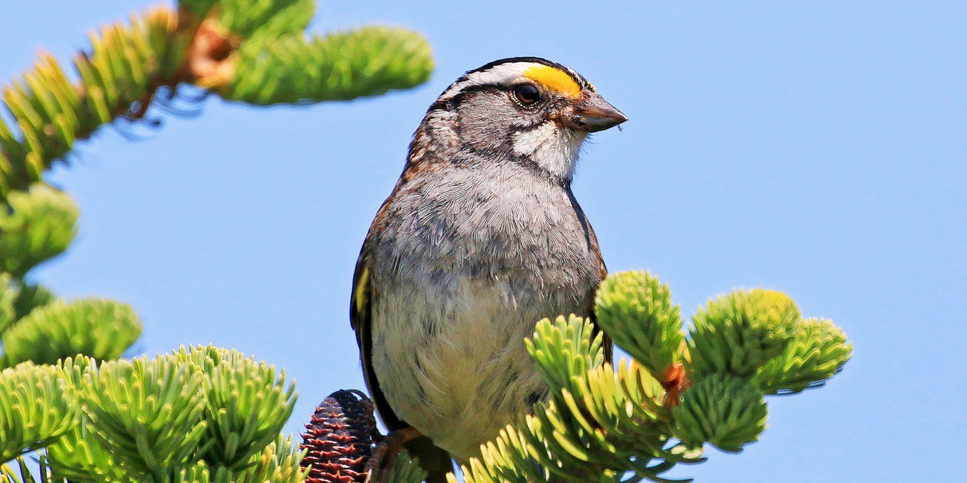 Autumn Birds: Learn How To Attract 6 Fall Birds To Your Backyard