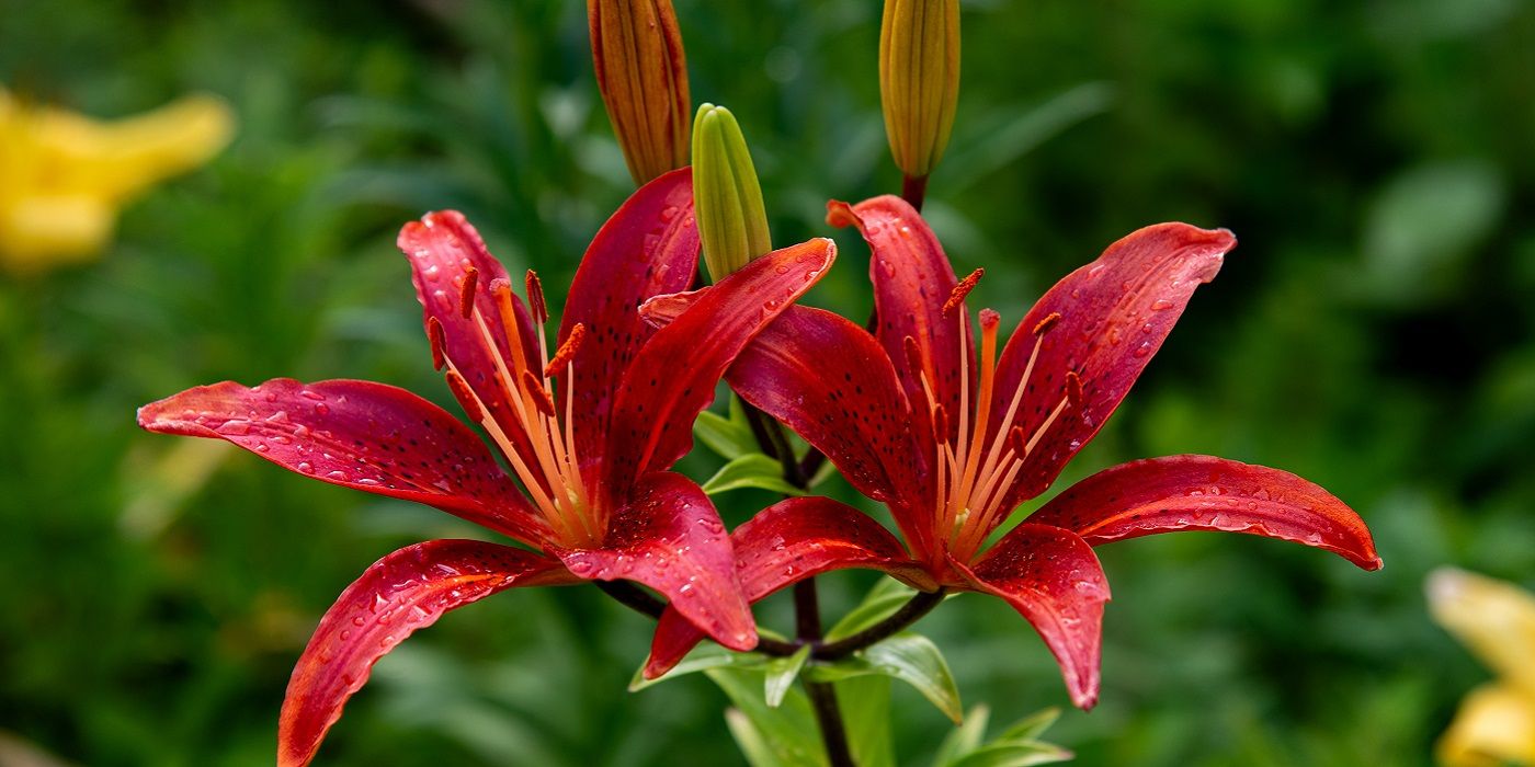 Transform Your Garden with Stunning Wine Red Flowers