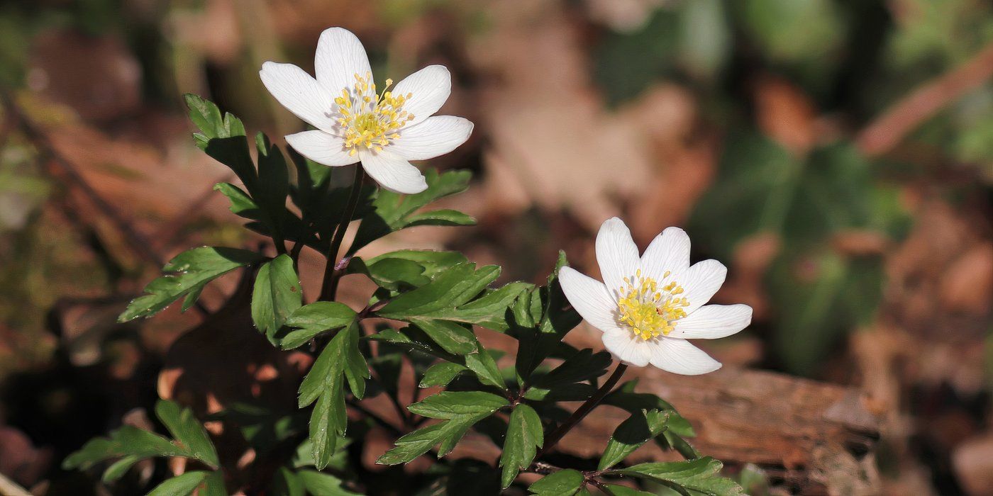 Gardening in Middle Earth: 6 Garden Plants That Inspired J.R.R. Tolkien