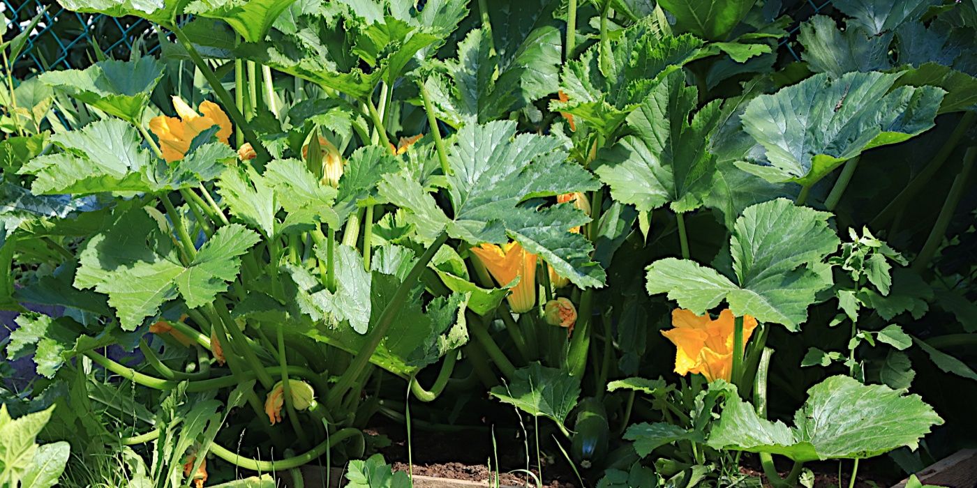 7 Bushy Vegetables to Cultivate in Your Garden