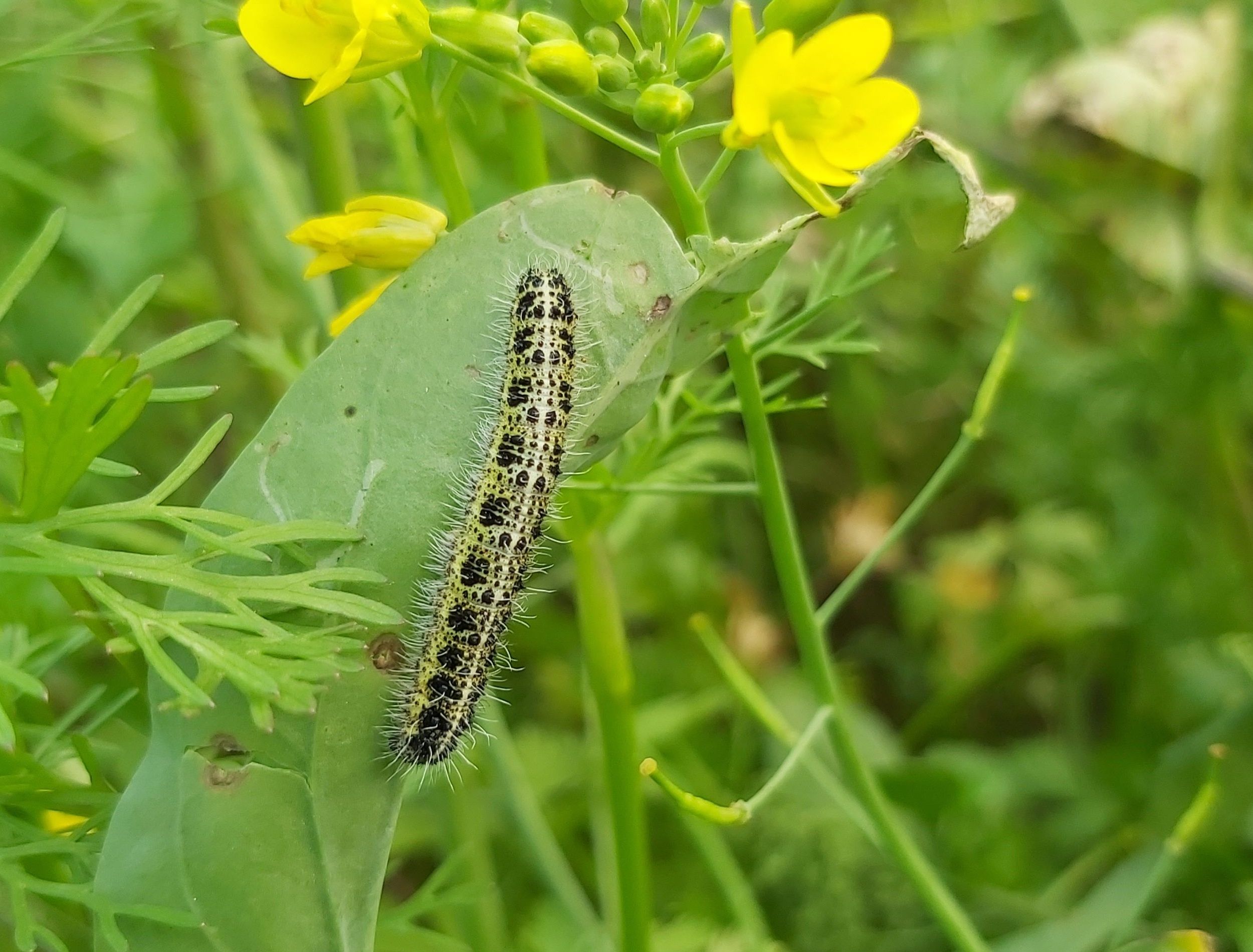 Get Rid of 5 Key Insects in Fall With Different Techniques
