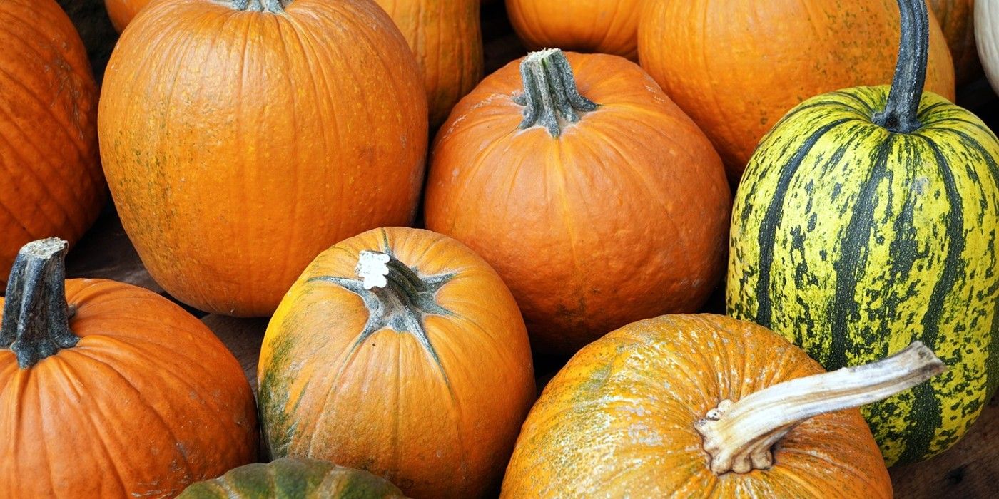 Grow These 5 Powerful Superfoods Indoors or Out