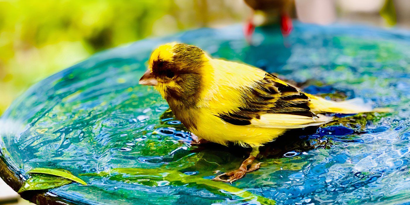 Draw Backyard Birds This Fall With 5 Practical Tips