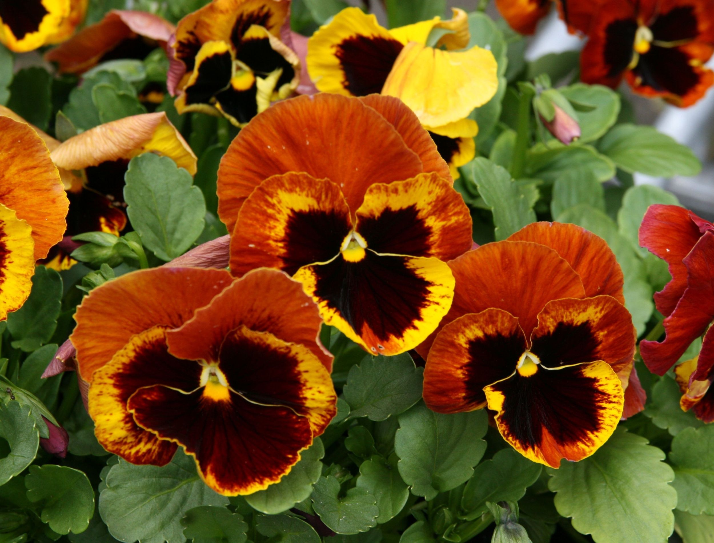 Mix 5 Orange and Black Flowers to Create a Spooky Halloween Landscape