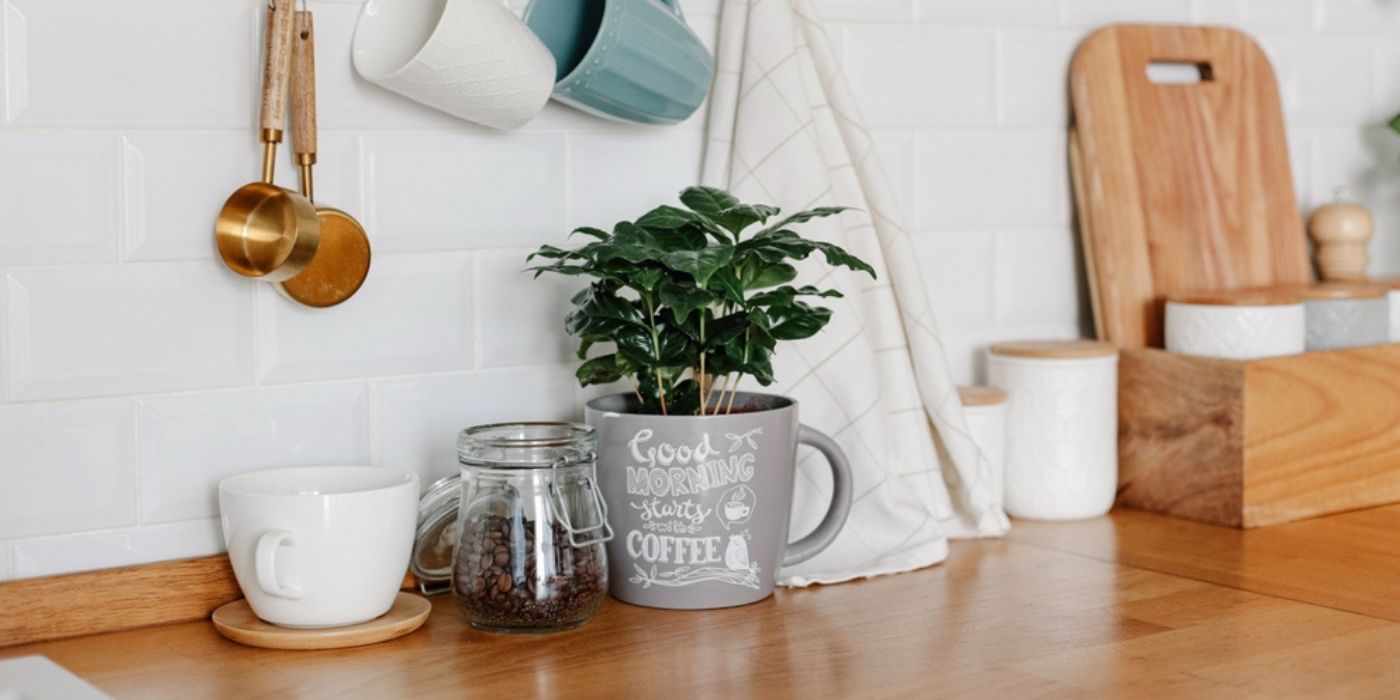 Grow Coffee Plants to Decorate Your Indoor or Outdoor Space