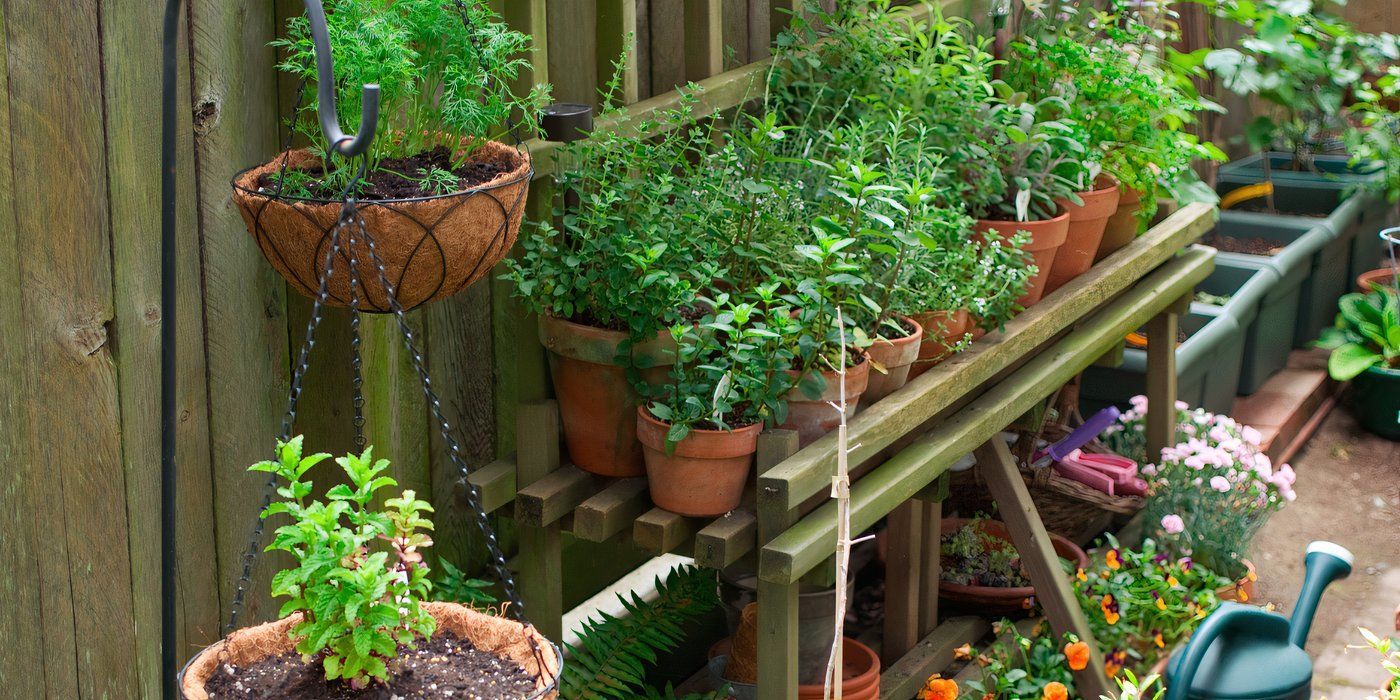 Landscaping Ideas: Transform Your Space With Suburban Homesteading