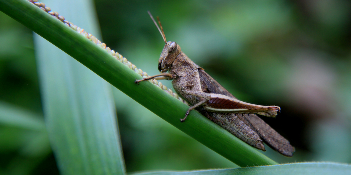 4 Noisy Insects: Learn How To Handle Loud Garden Pests