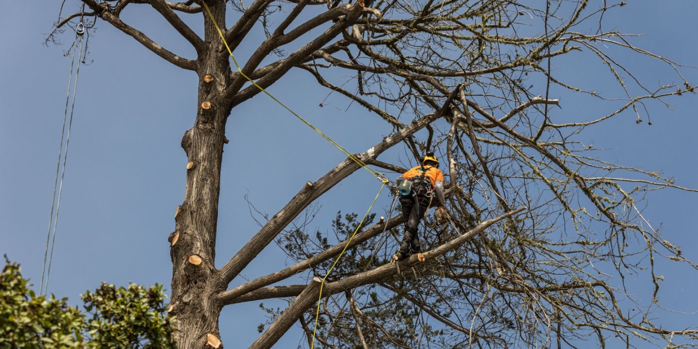 Backyard Tree Danger: What to Do if It Might Fall