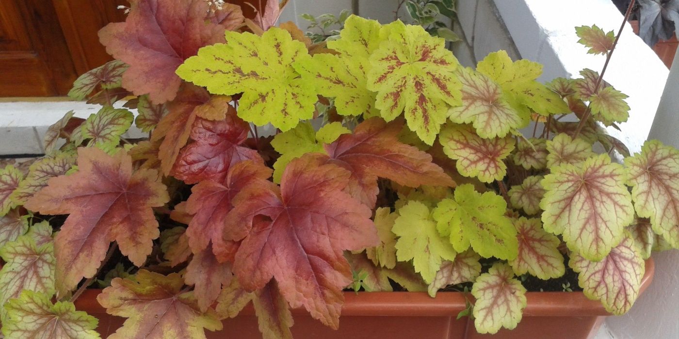 Autumn Porch Perfection: 5 Plants for a Beautiful Fall Container Garden