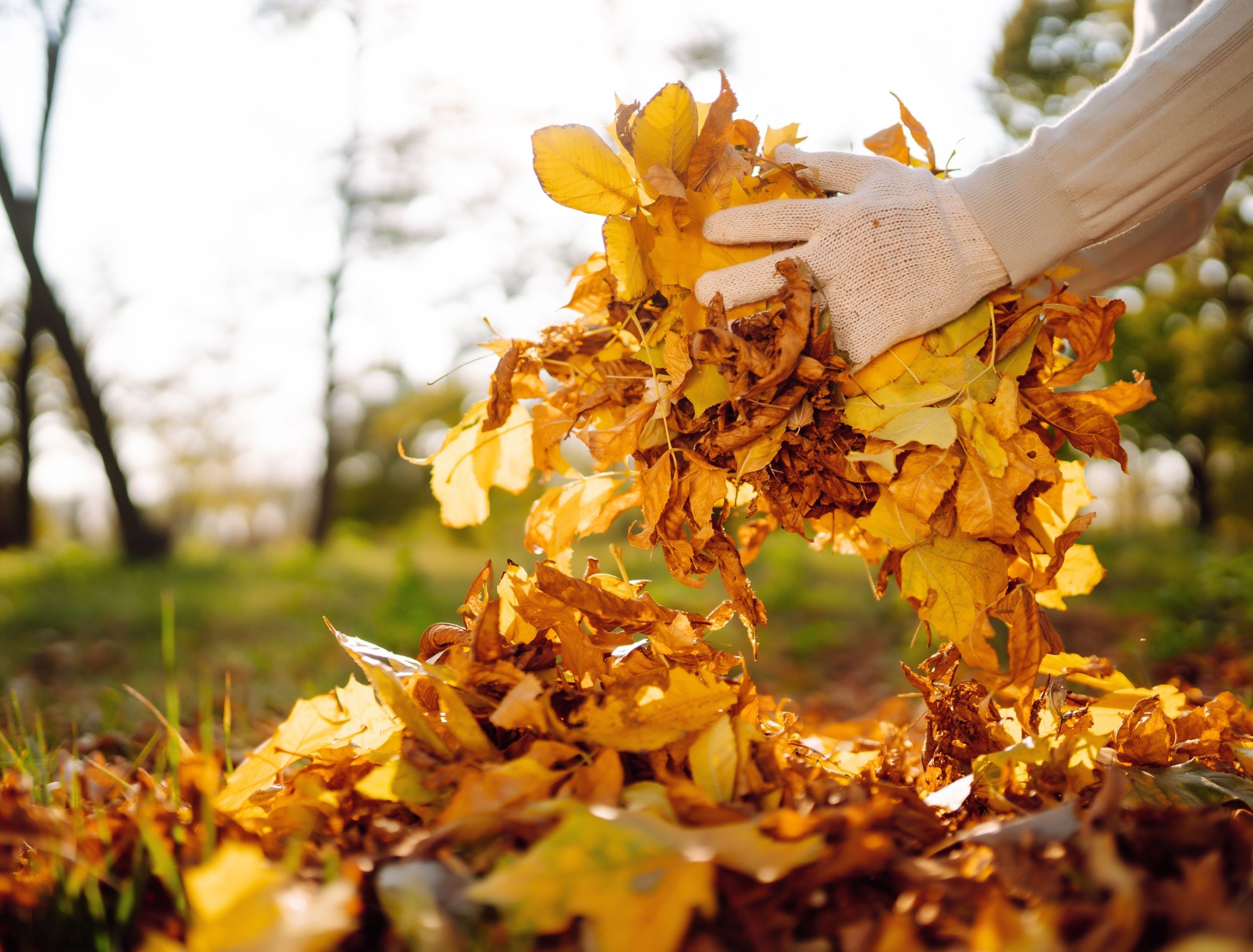 Backyard | BackyardBoss