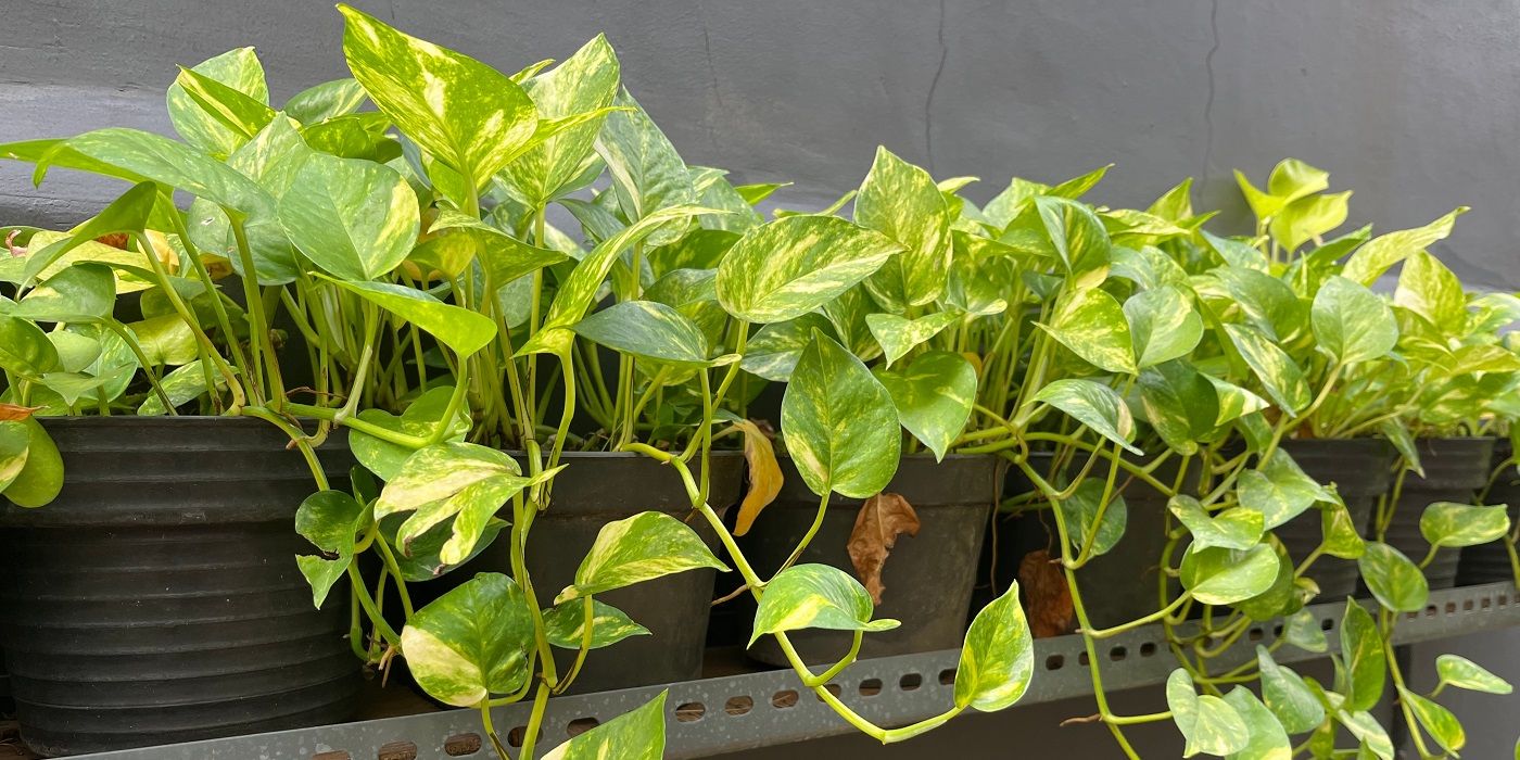 Grow Houseplants That Don't Need Drainage