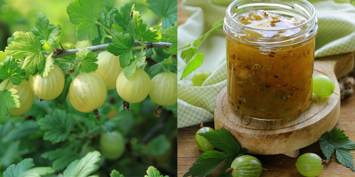 Growing Berry Bushes: 5 Plants To Create an Edible Garden