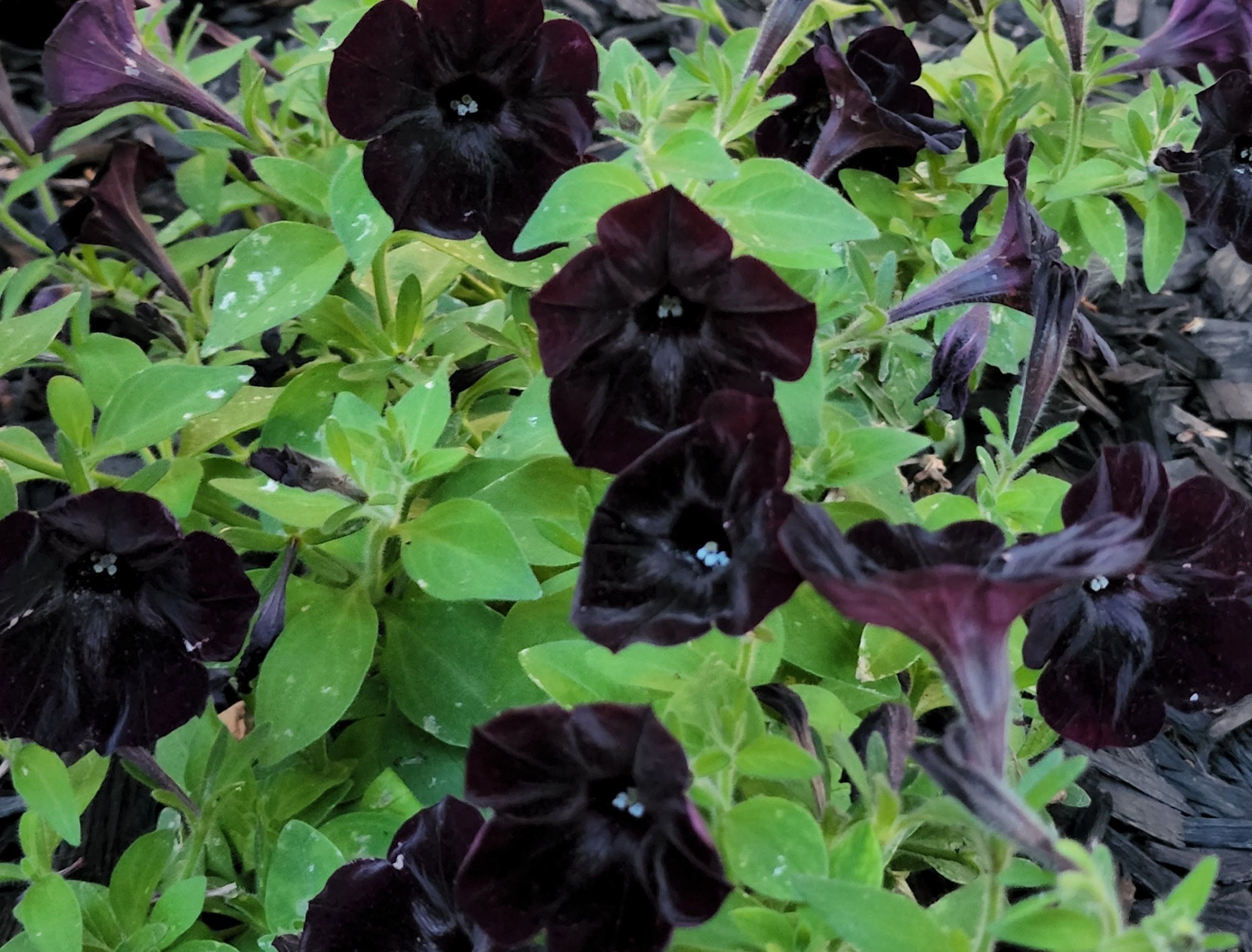 How to Design a Hauntingly Beautiful Gothic Garden