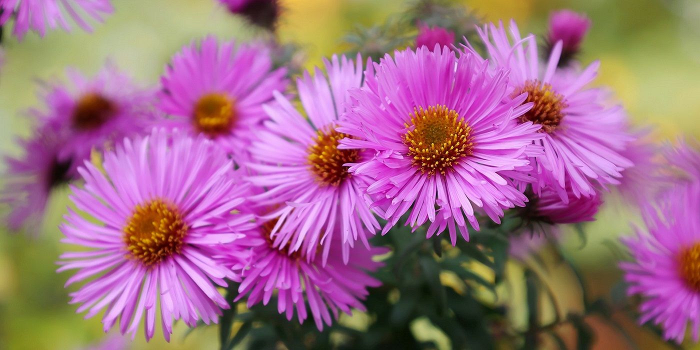 What Are the Best Flowers to Plant in September?
