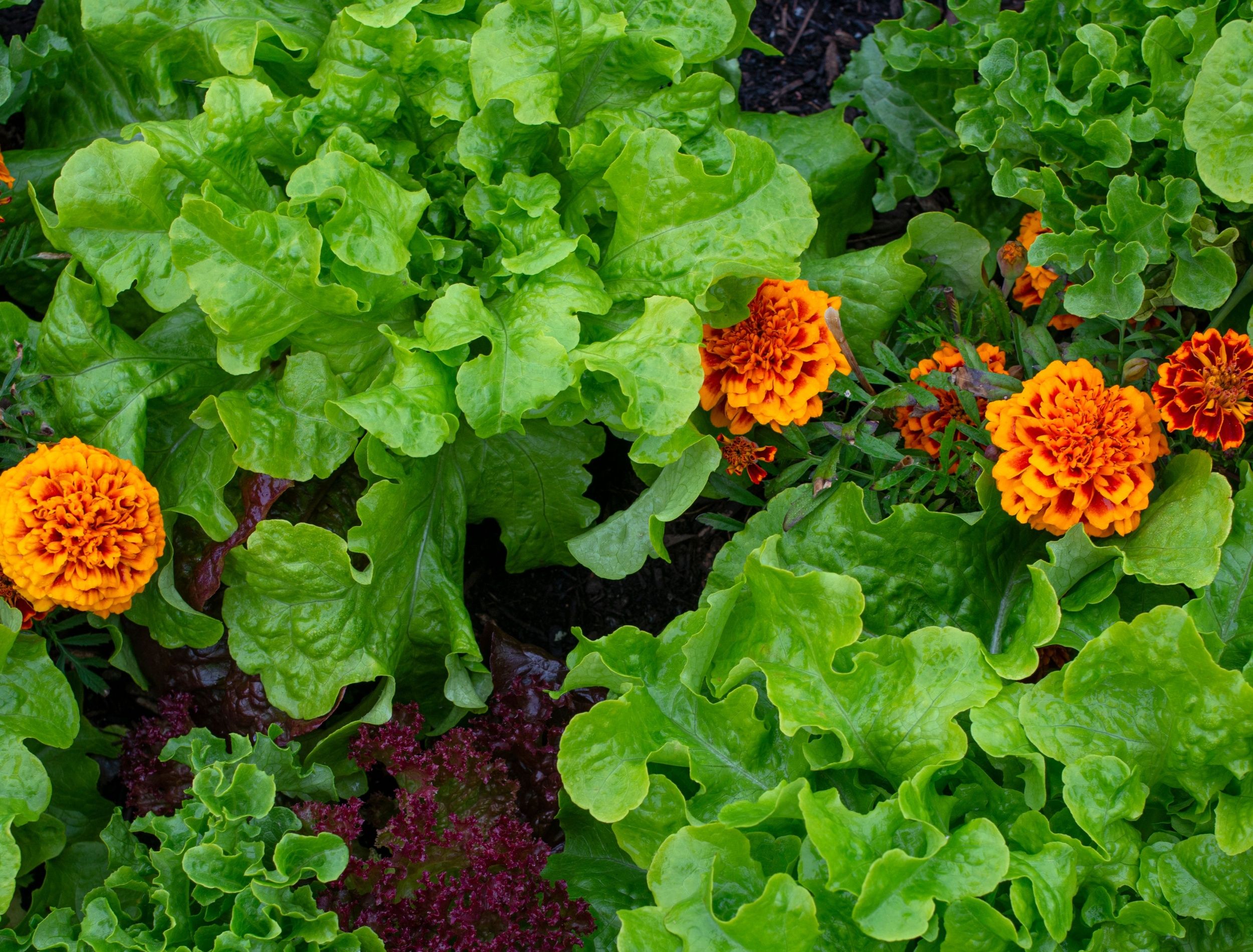 The Ultimate Starter Garden: 7 Plants for New Gardeners