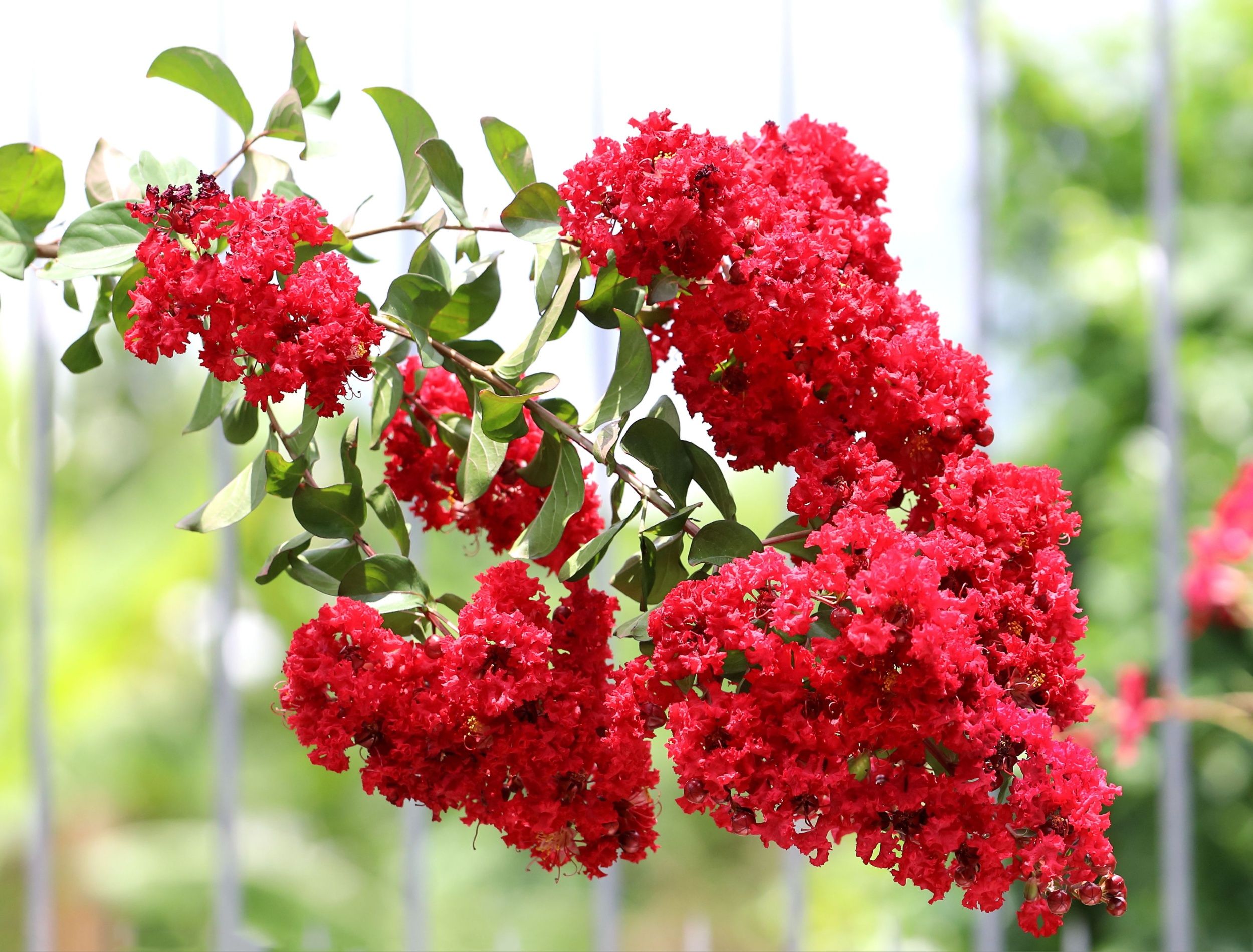 11 Types of Roses To Grow in Your Garden