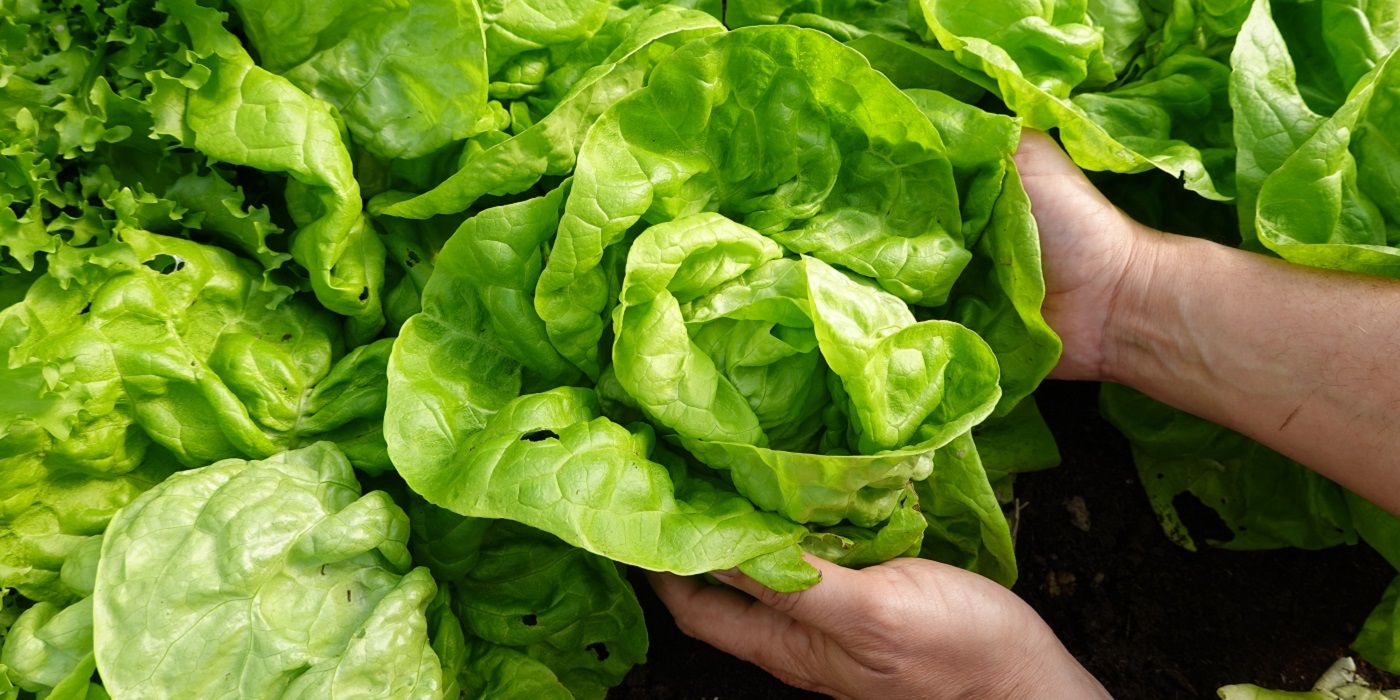 What Are the Best Veggies to Plant in September?