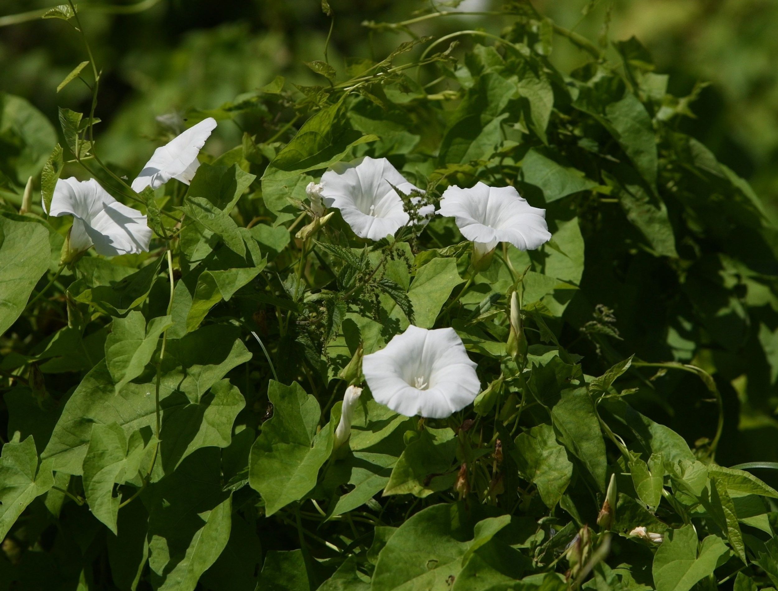 How to Grow and Plant Onions from Onions