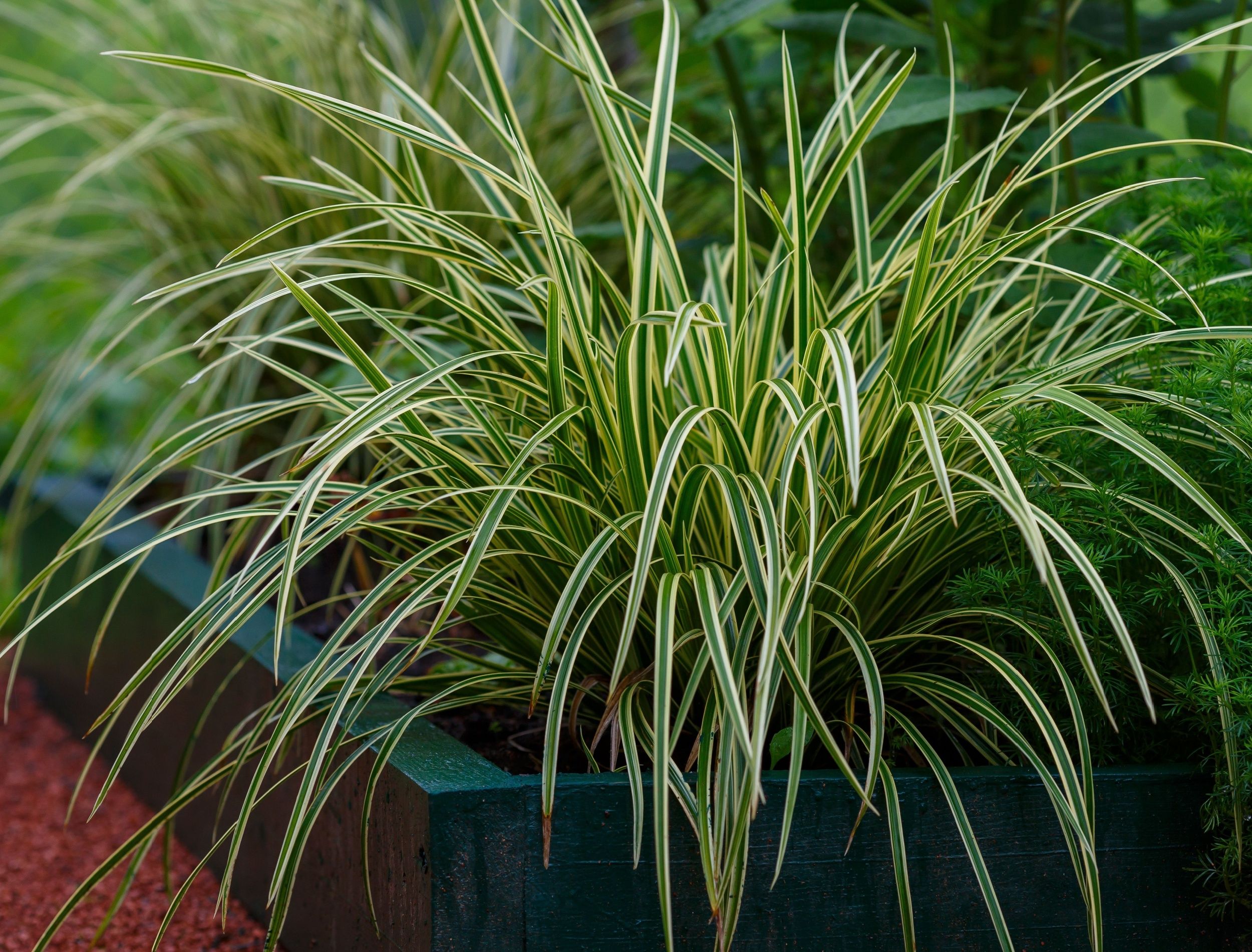 8 Rainscaping Ideas for Your Yard and Garden