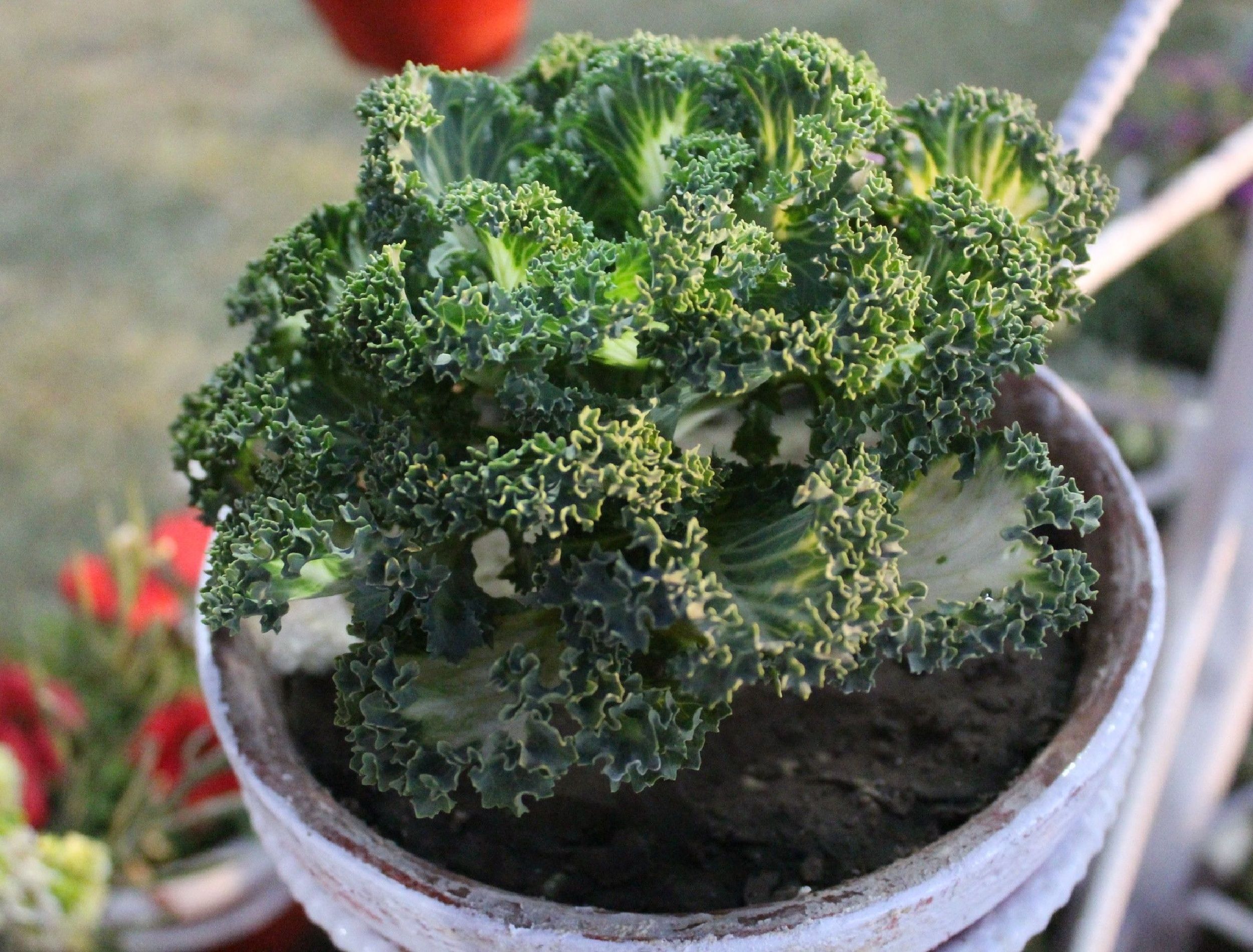 Container Vegetable Garden Growing
