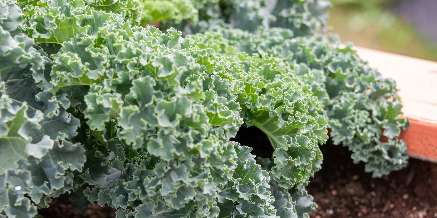 What Are the Best Veggies to Plant in September?