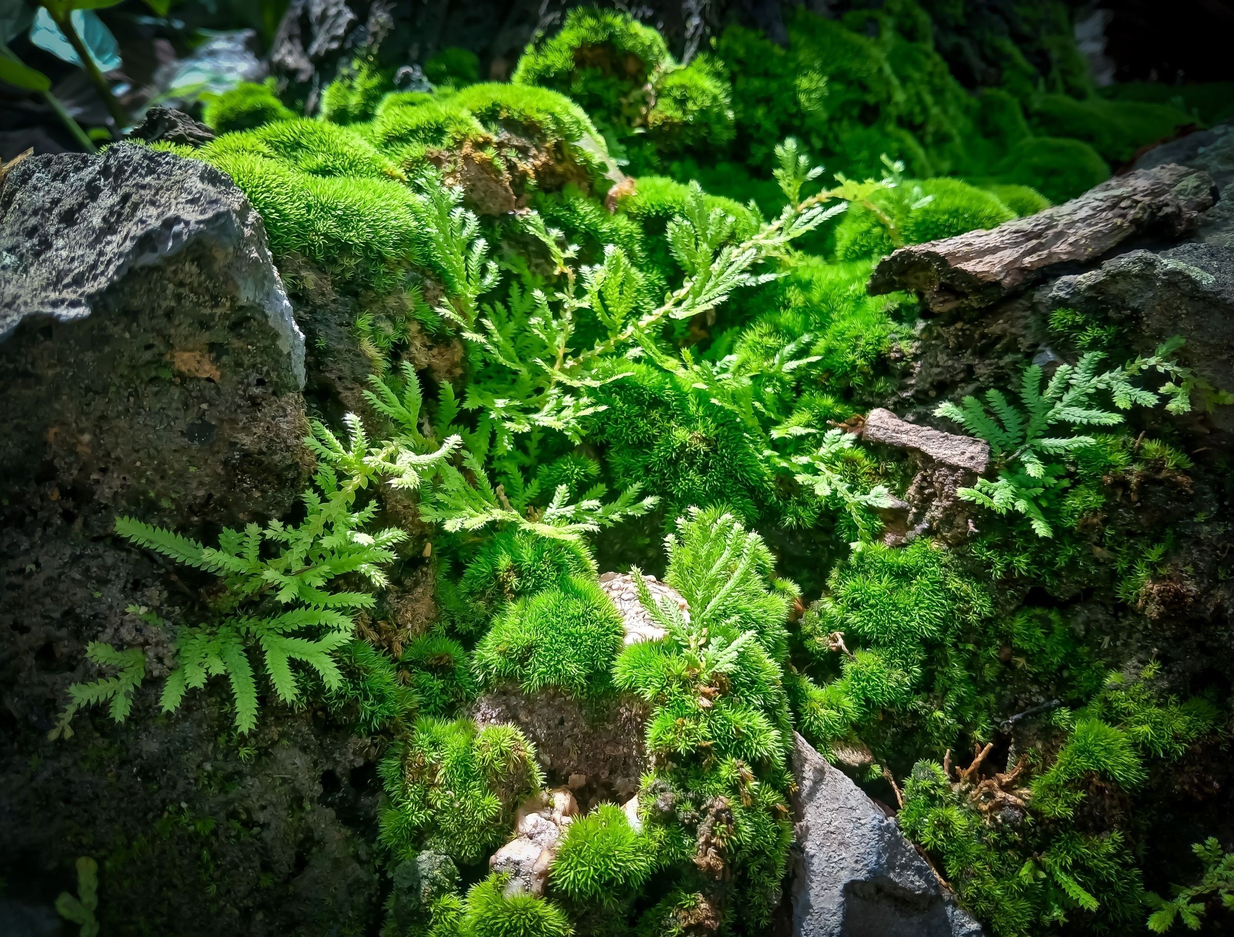 11 Best DIY Garden Trellis Ideas