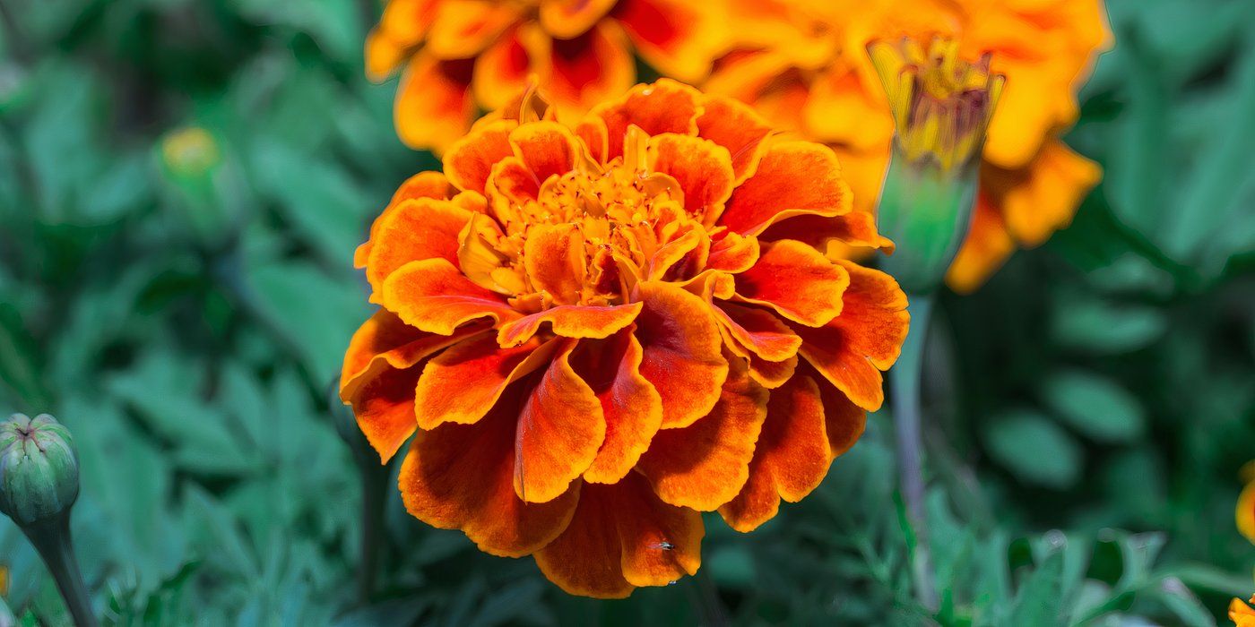 Planting Flowers for Beginners: 5 Gorgeous Blooms to Kickstart Your Garden