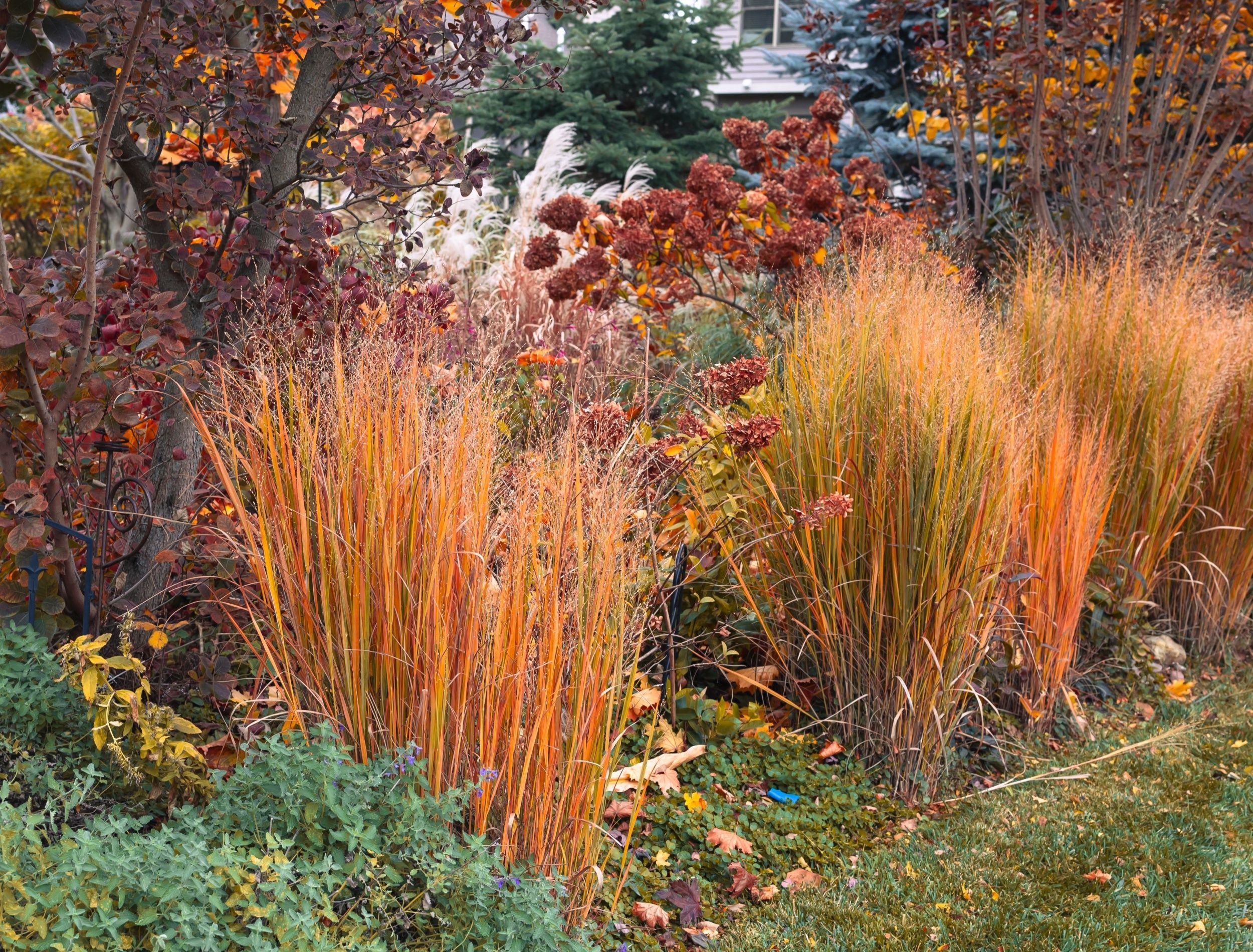Transform Your Garden This Fall with Ornamental Grasses