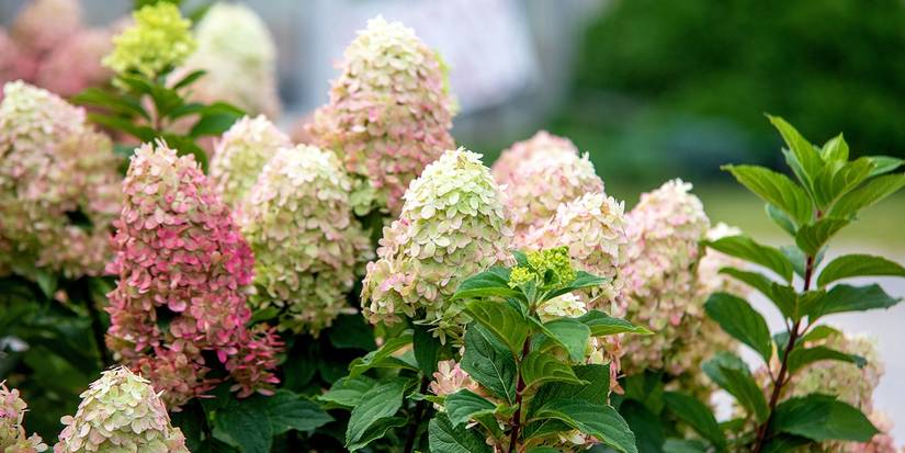Top Woody Plants to Transform Your Garden