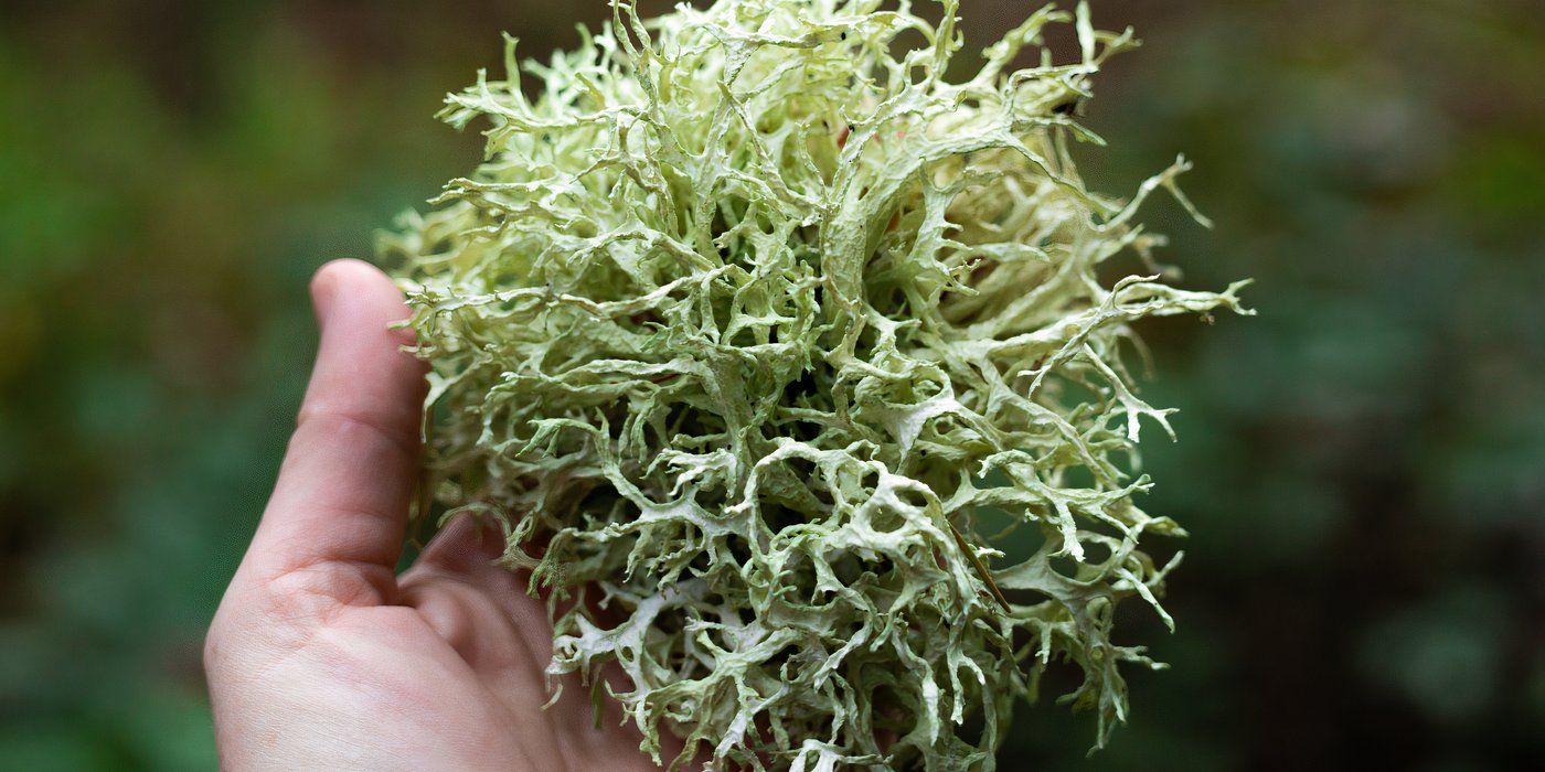 Backyard Ideas: Create a Lush Moss Garden in Your Yard
